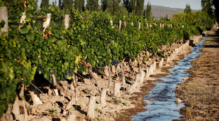 Bodega Trivento